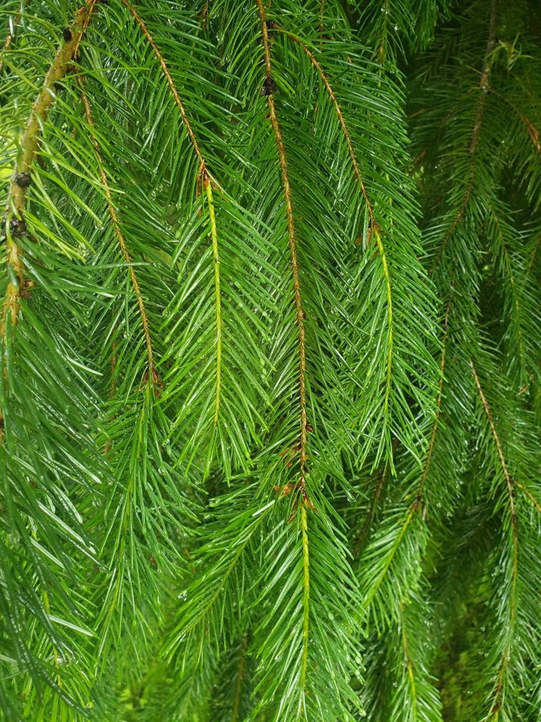Handpicked Douglas Fir Boughs for Wreaths & Decor - Etsy