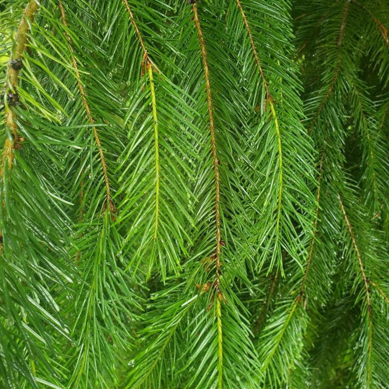 Christmas Boughs - Etsy