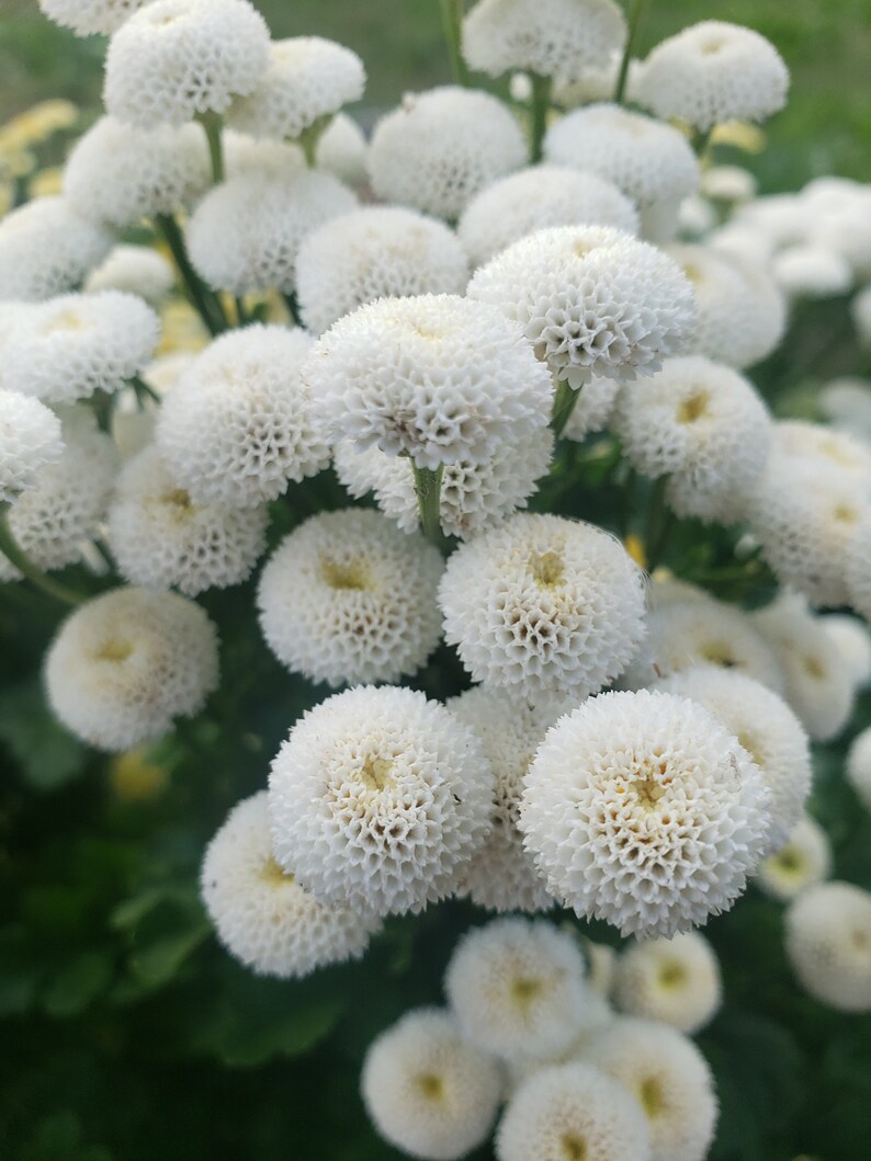 100 Feverfew Magic Lime Seeds Organically Grown Open - Etsy