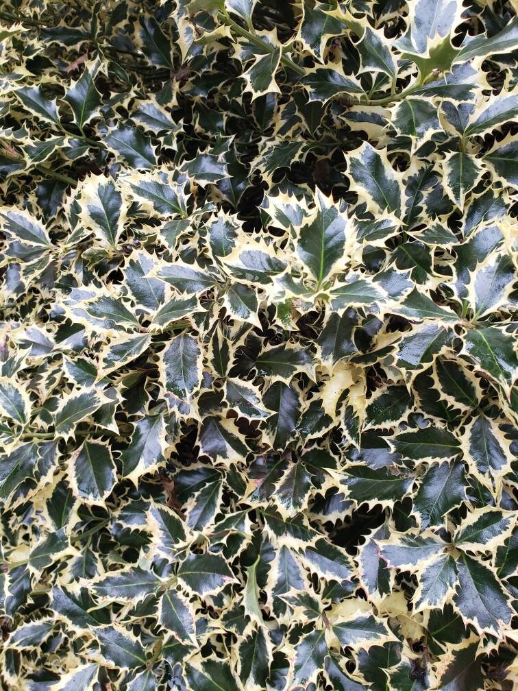 Half Pound Fresh Green Holly and Variegated Cuttings for Wreaths ...