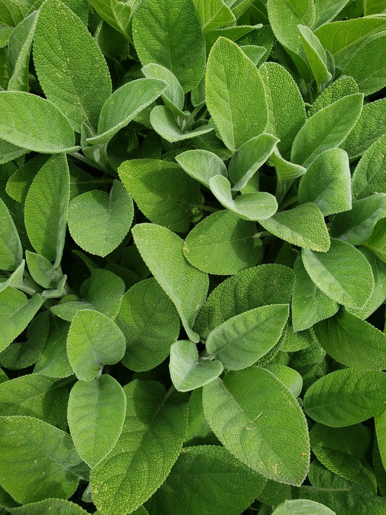 Re: H-457581 Alicia Adams Patmos Alpaca Throw - Blogs & Forums