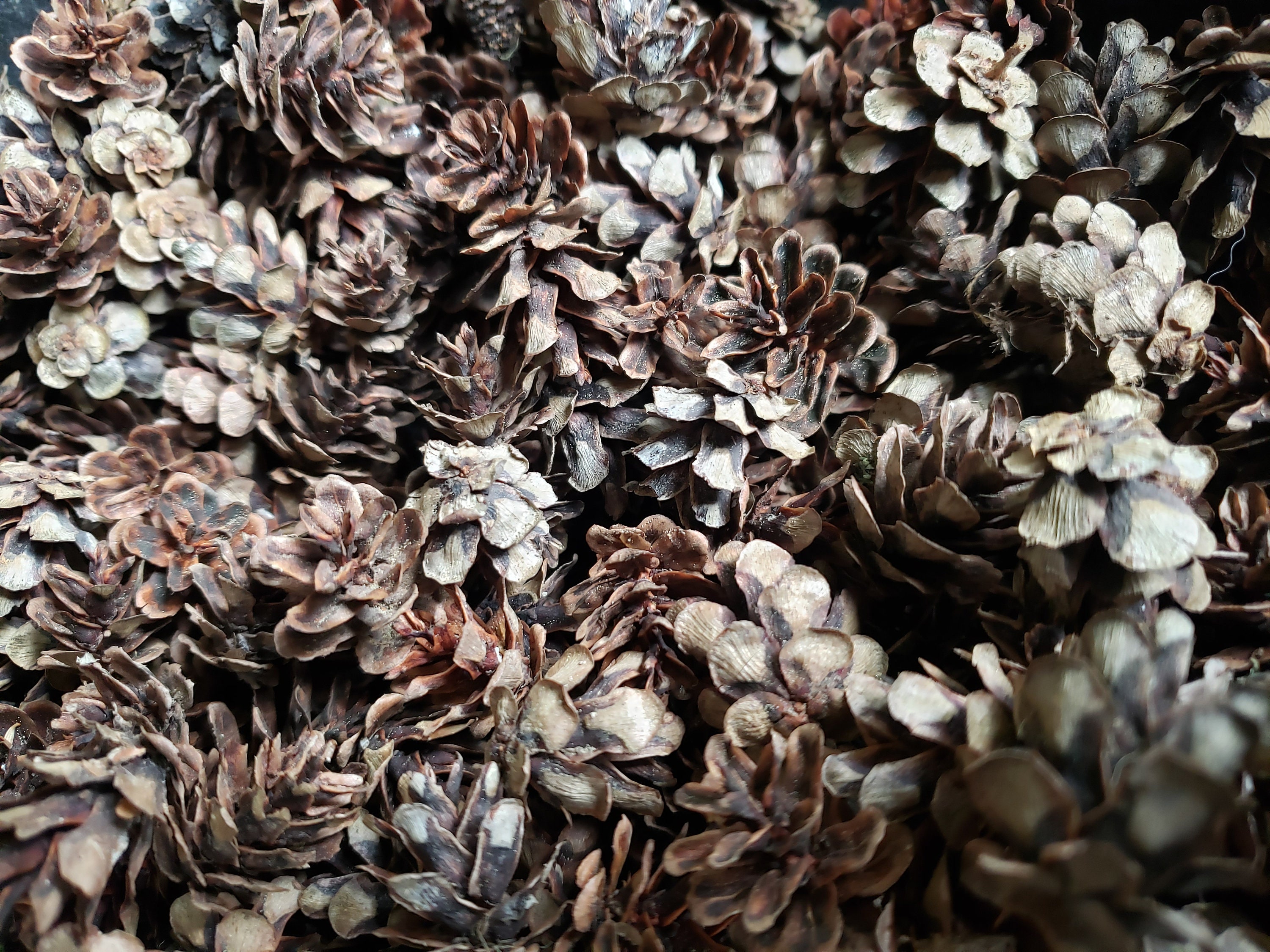 25 Tiny Western Red Cedar Tree Seed Cones Wildharvested for - Etsy