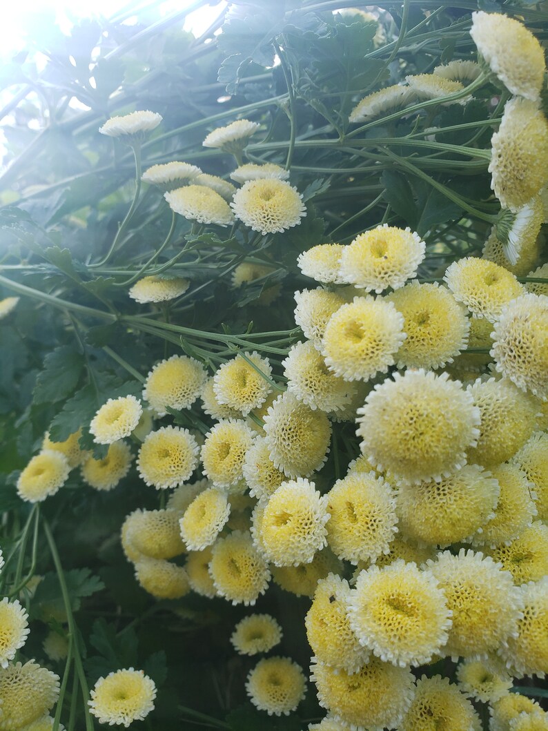 100 Feverfew Magic Lime Seeds Organically Grown Open - Etsy