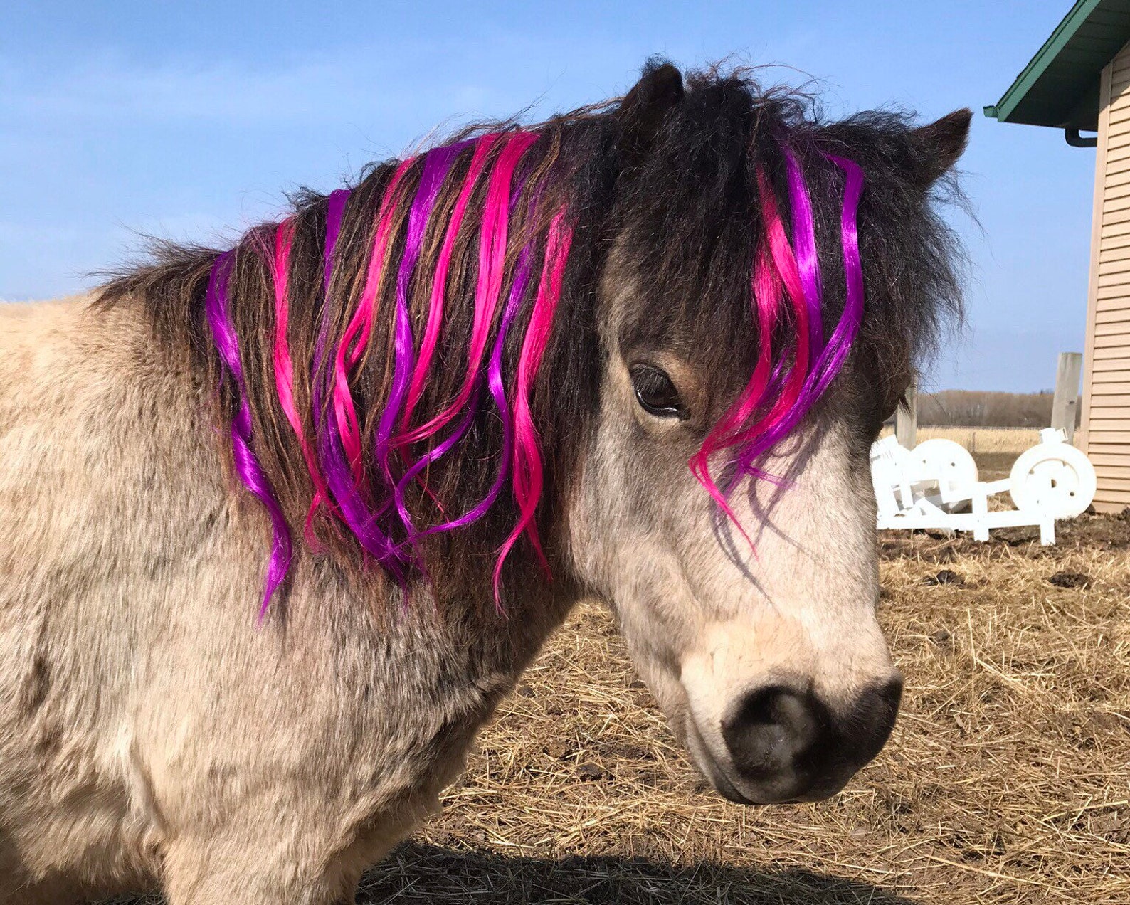 Cupcake Mane Hair Extensions for Horses perfect for Parties - Etsy