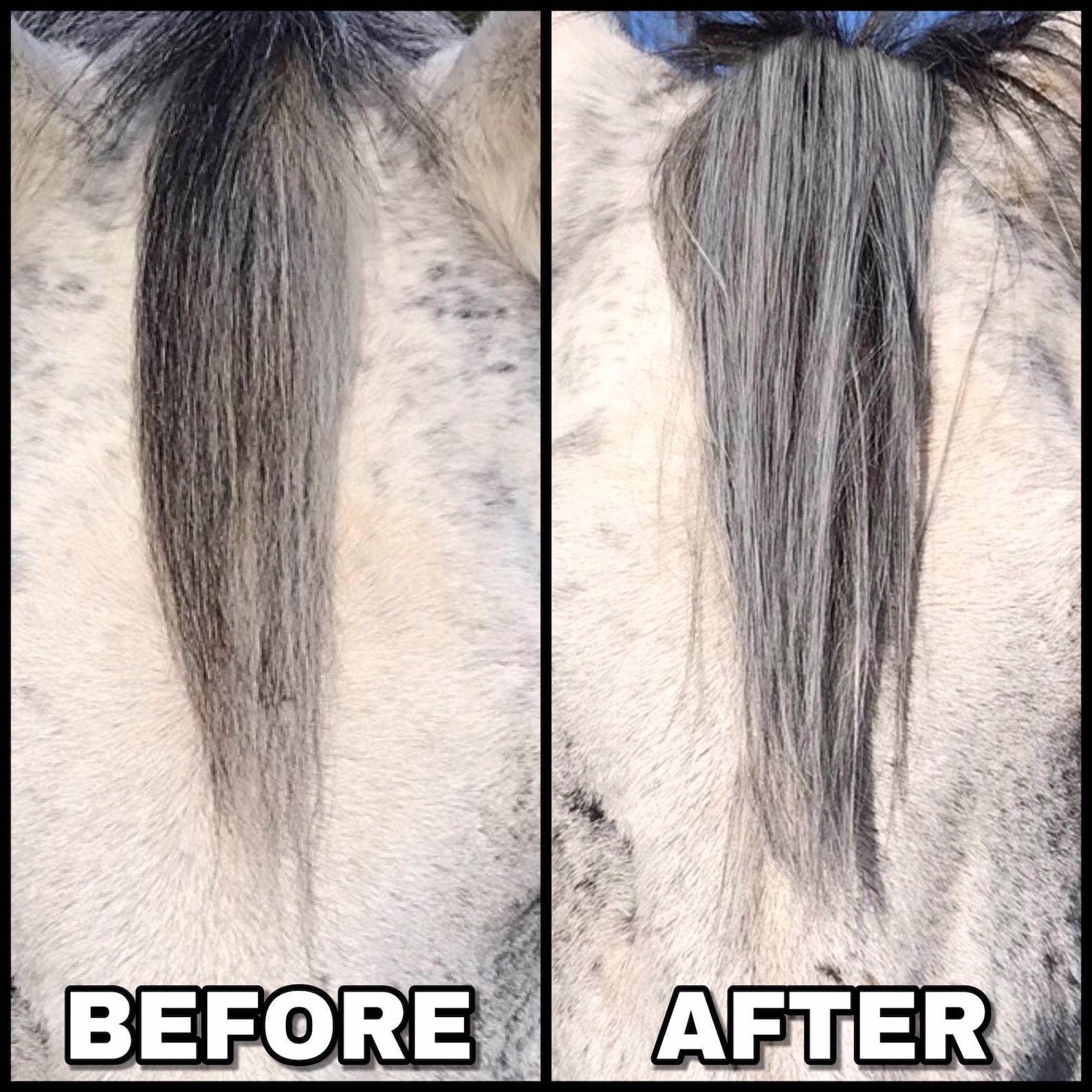 Fauxlock Forelock Extensions for Horses perfect for Parties - Etsy