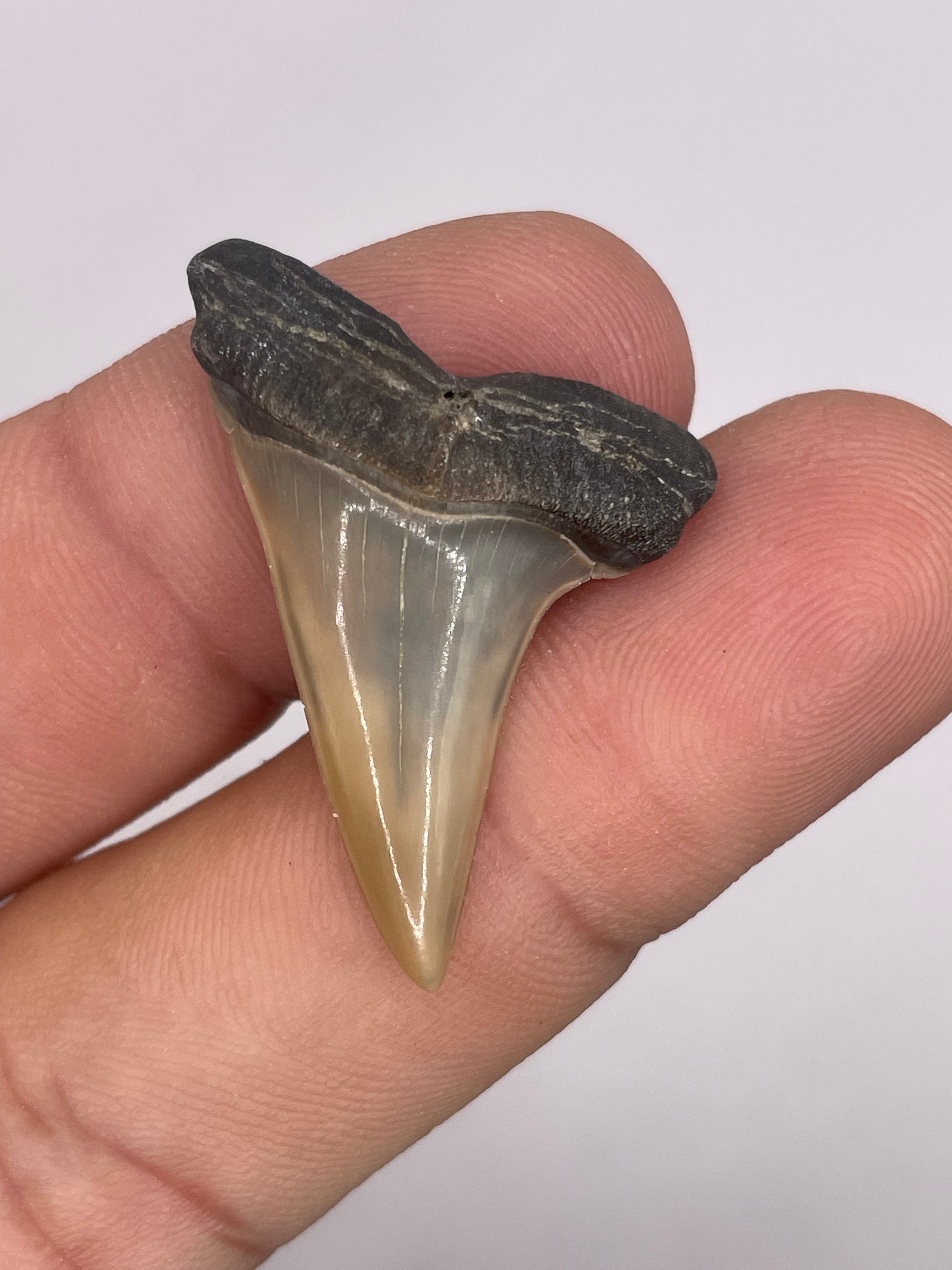 Shark Tooth Necklace Fossil Wire Wrapped in Sterling Silver With ...