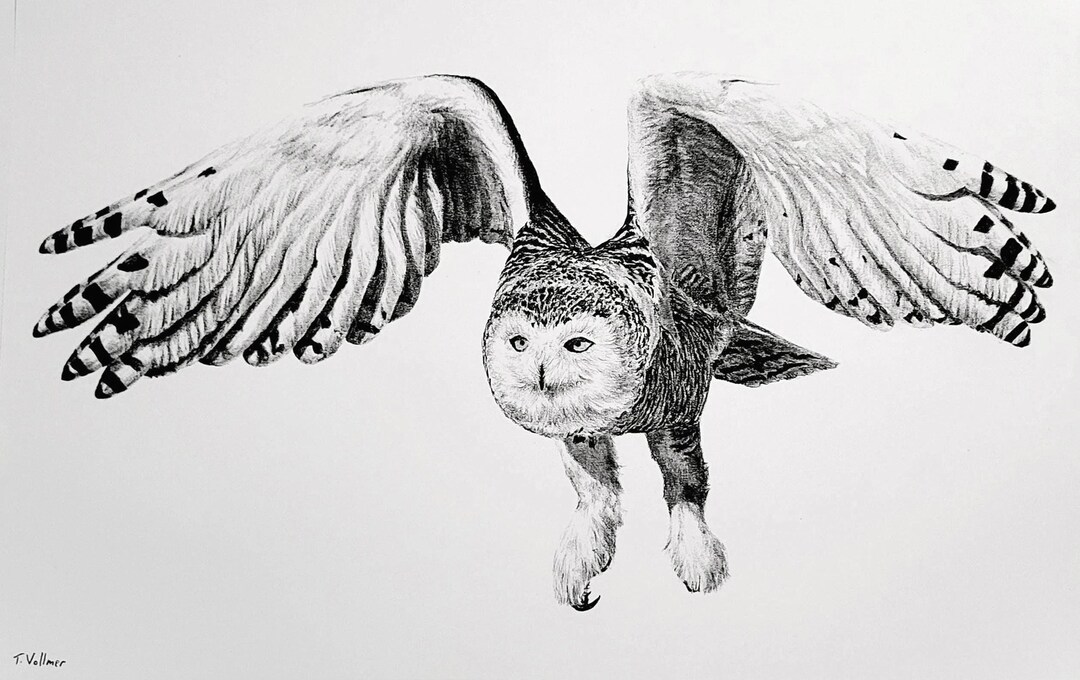 Print of Original Drawing of Snowy Owl 17" X 11" Arctic Wildlife - Etsy