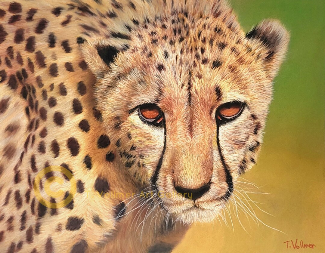 Original Pastel Drawing Painting of Cheetah Africa Big Cat 14" X 11" - Etsy