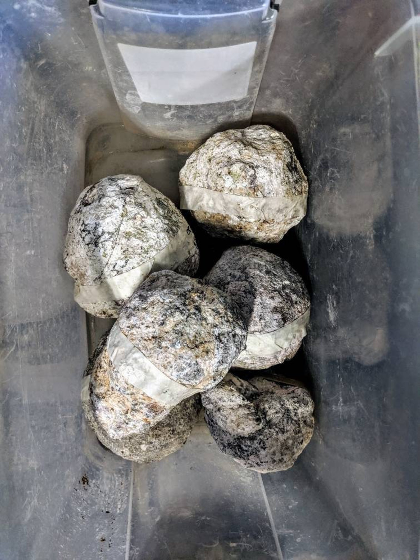 Unopened Jumbo Geode guaranteed Hollow - Etsy