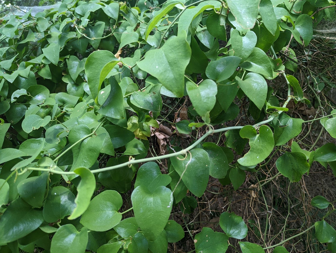 Organic Wild Harvested Greenbriar - Etsy