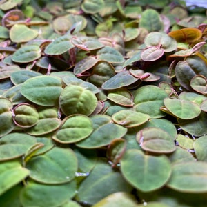 70+ Leaves Red Root Floaters - Easy to Grow - Live Aquarium Floating Plant - for Fresh Water ...