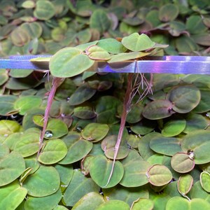 70+ Leaves Red Root Floaters - Easy to Grow - Live Aquarium Floating Plant - for Fresh Water ...