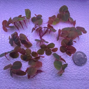 70+ Leaves Red Root Floaters - Easy to Grow - Live Aquarium Floating Plant - for Fresh Water ...
