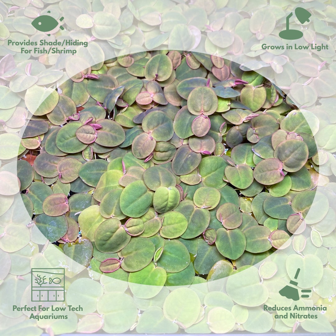 70+ Leaves Red Root Floaters - Easy to Grow - Live Aquarium Floating ...