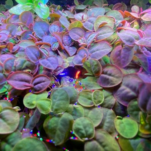 70+ Leaves Red Root Floaters - Easy to Grow - Live Aquarium Floating Plant - for Fresh Water ...