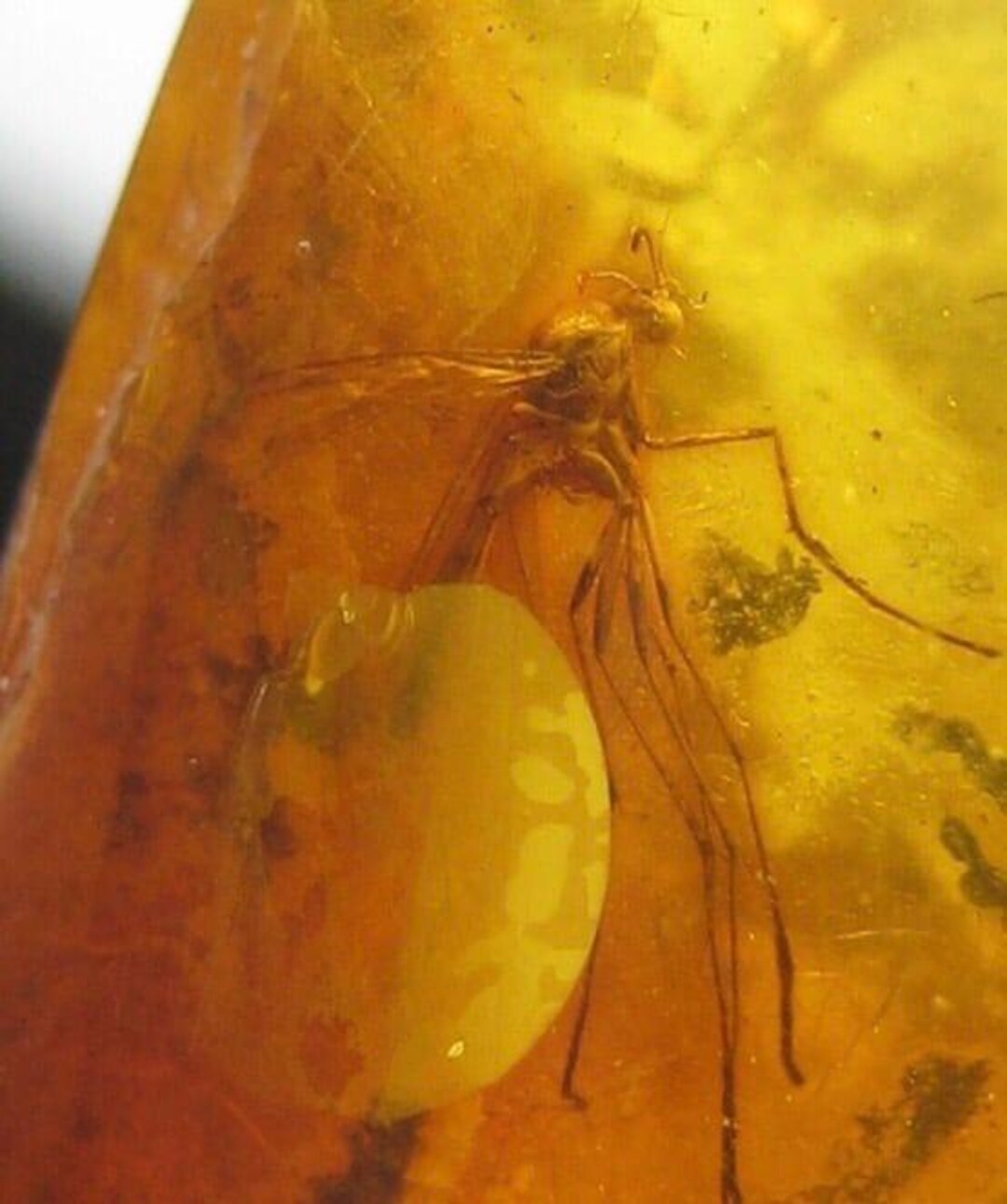 Mosqito in Amber - Etsy