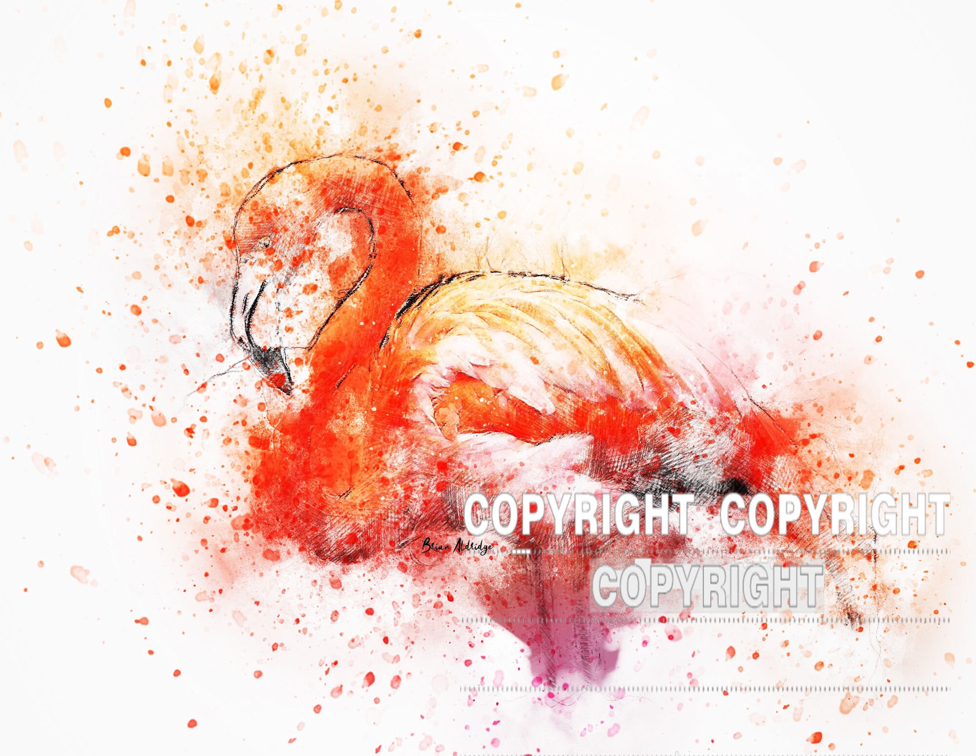 11 Bird Watercolour Images to Download and Print for Personal or ...