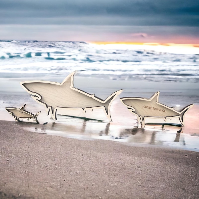 Shark Tooth Display - Etsy