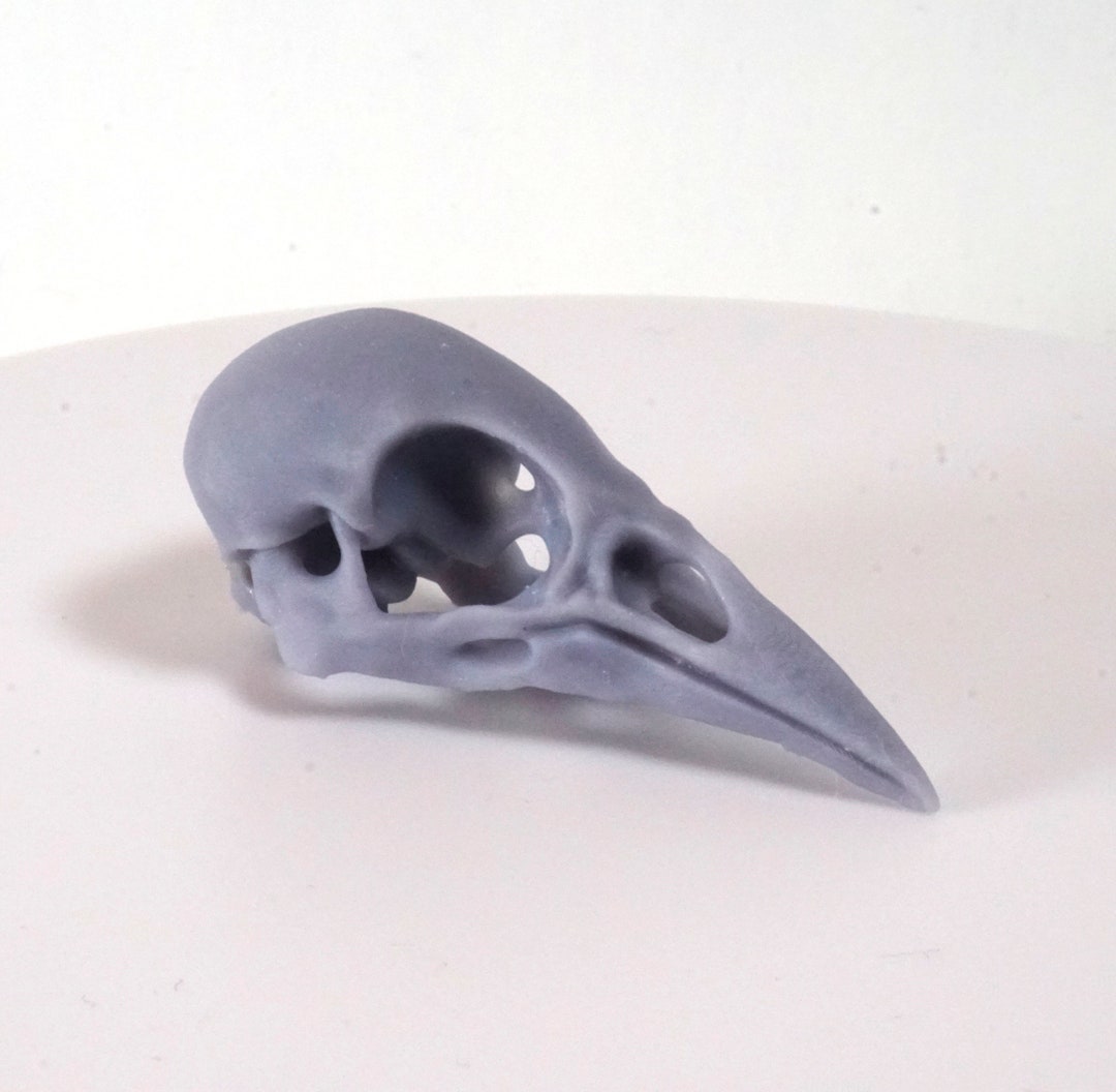 Unpainted Crow Skull 3d Print white - Etsy
