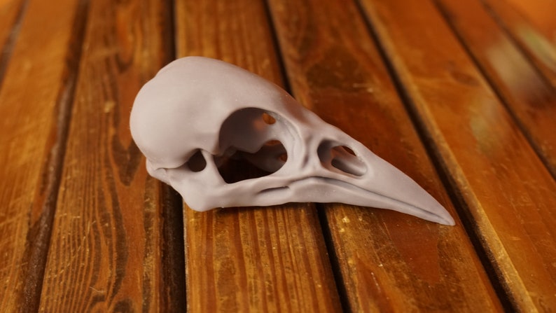 Large Corvid Skull Resin 3d Print - Etsy