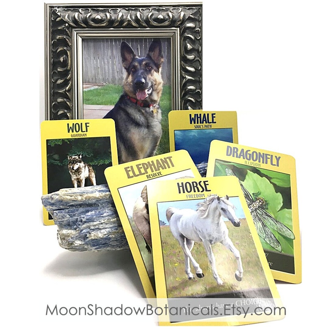 PSYCHIC ANIMAL SPIRIT Readings, Animal Psychic Readings, Intuitive ...