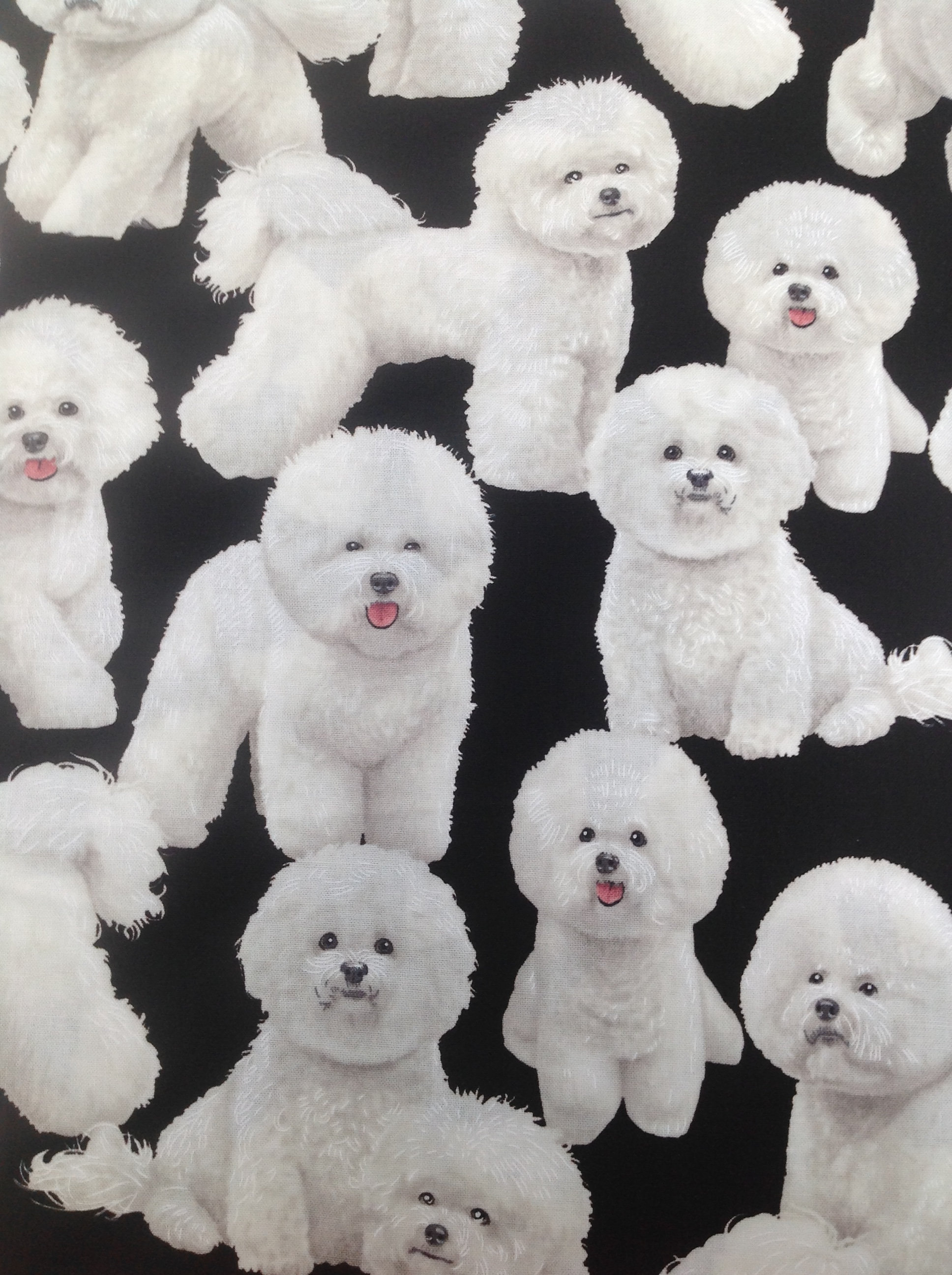 Bichon Poo Full Grown Black