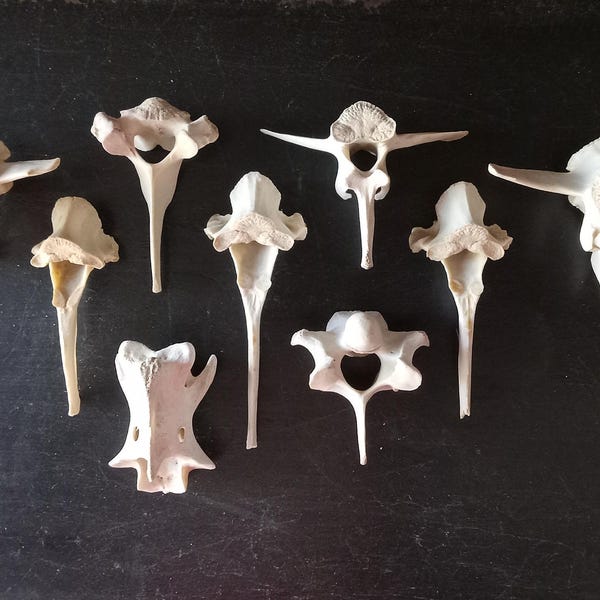 Vertebrae - Etsy