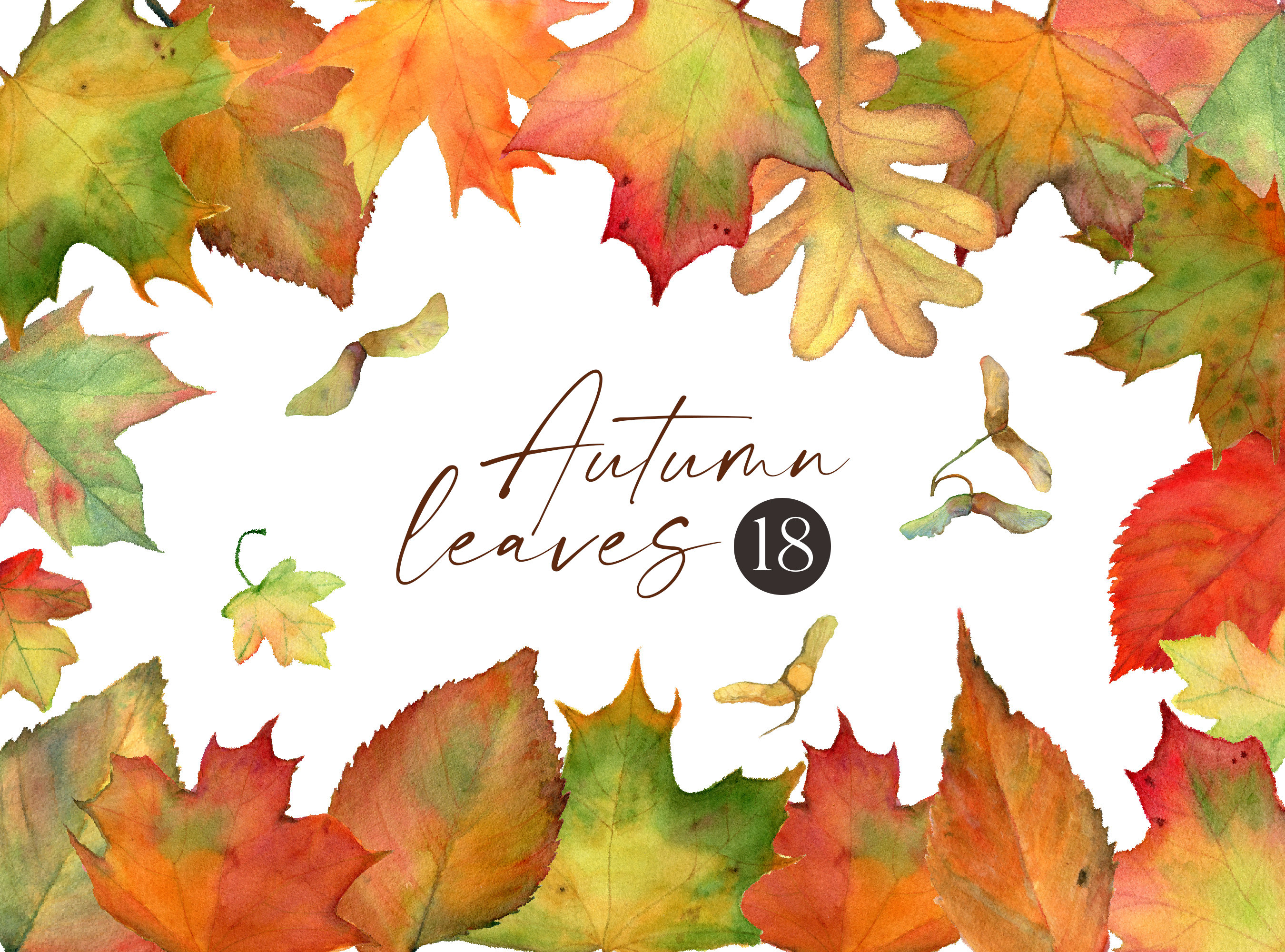 Watercolor Autumn Leaves Clipart Fall Foliage Maple Thanksgiving ...