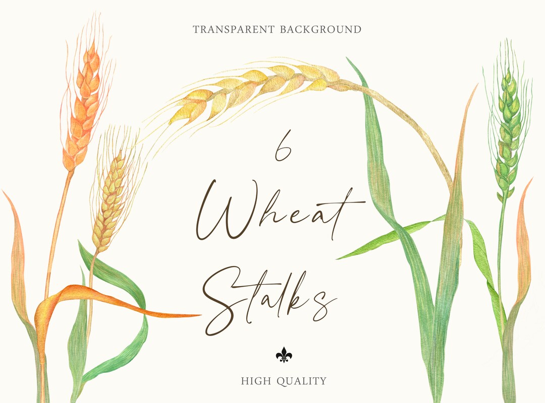 Watercolor Wheat Stalks Clipart Bakery Farm Logo Grains Set DIY Crafts ...