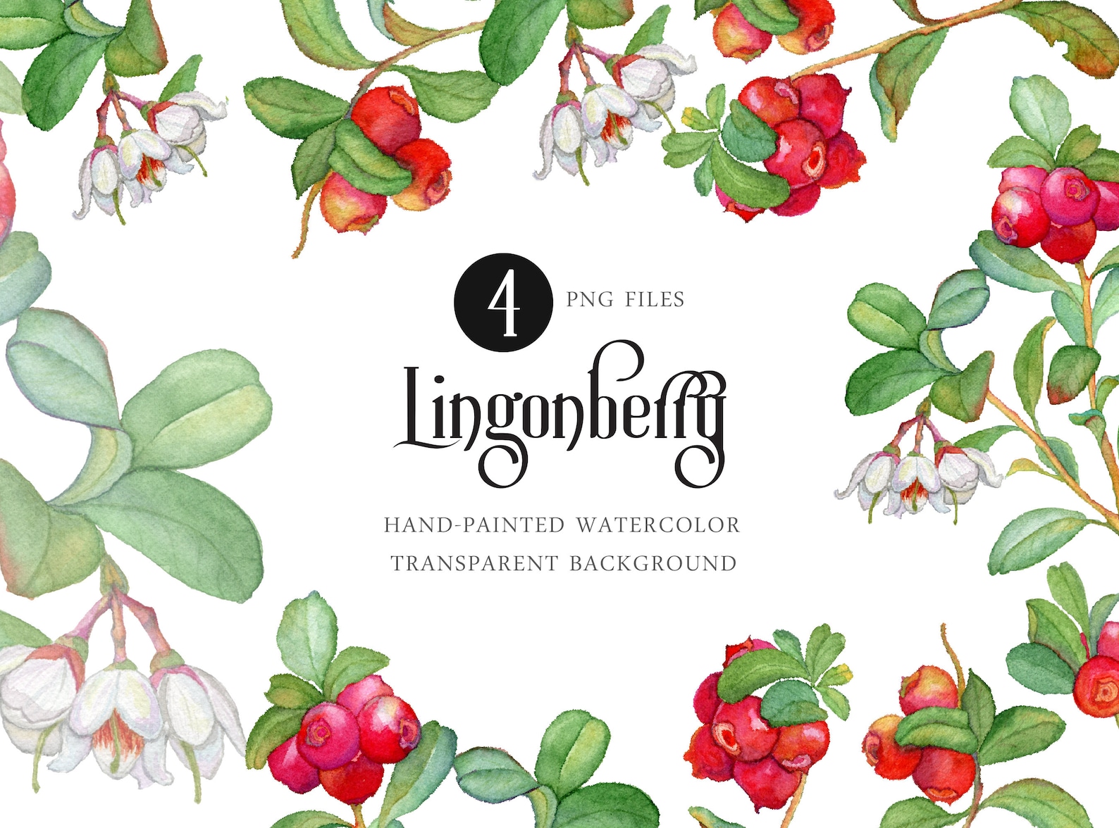 Watercolor Lingonberry Clipart Cowberry Woodland Wild Berry Botanical ...