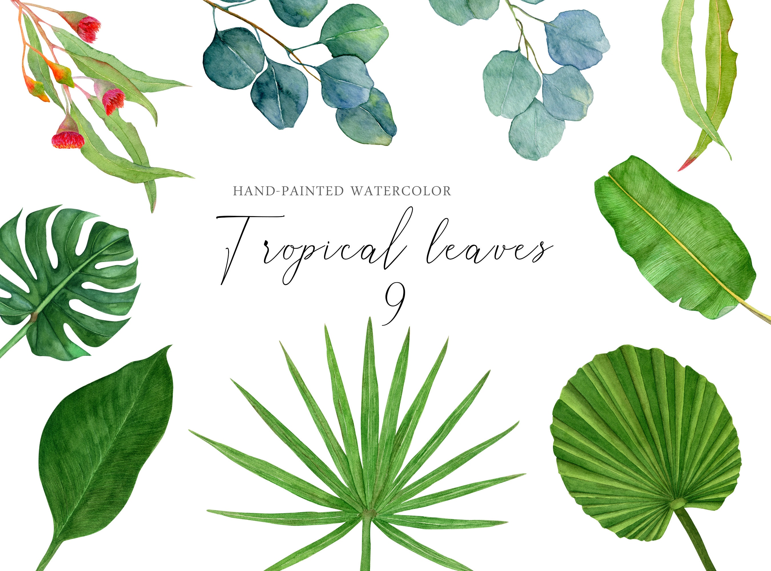 Tropical Leaves Watercolor Clipart, Monstera Eucalyptus PNG Set ...