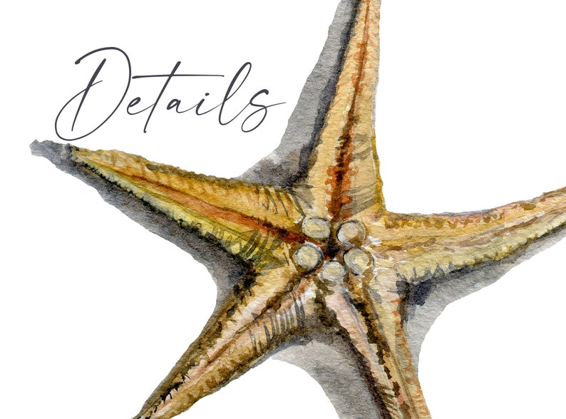 Starfish Watercolor PNG Summer Beach Nautical Clipart Ocean Decor Sea ...