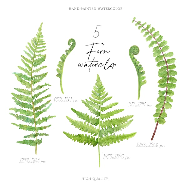 Fiddlehead Fern - Etsy