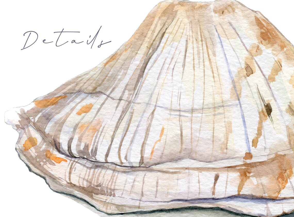 Watercolor Seashell Digital PNG Summer Beach House Decor | Etsy