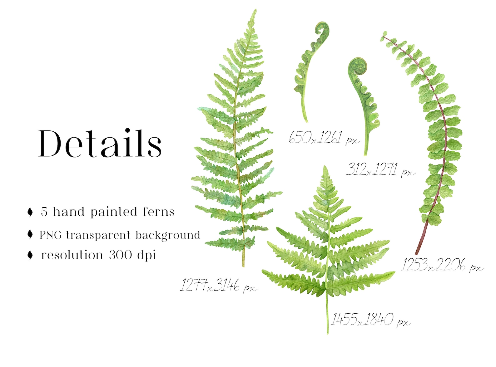 Watercolor Ferns Fronds Fiddleheads Leaves Clipart Botanical Elements ...