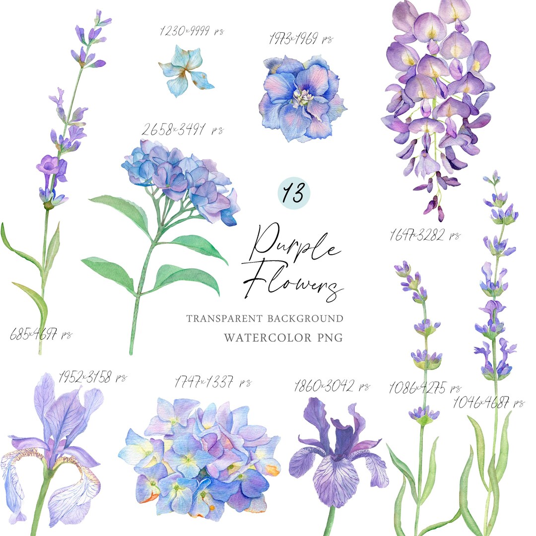 Watercolor Purple Flowers Clipart PNG Elegant Floral Violet Garden ...
