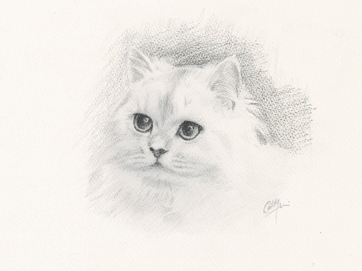 Graphite sketch White Cat ORIGINAL pencil drawing 7.5 x 10 | Etsy