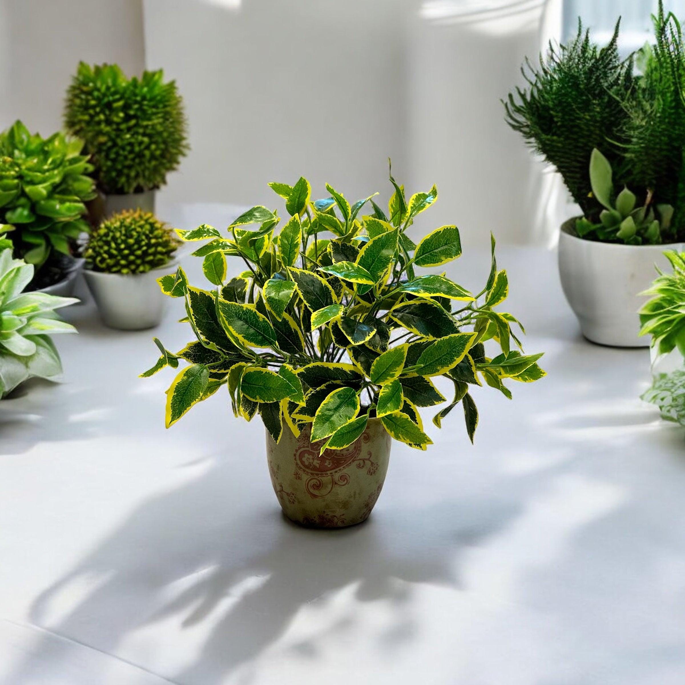 Artificial Weeping Fig rosemary Plant - Etsy