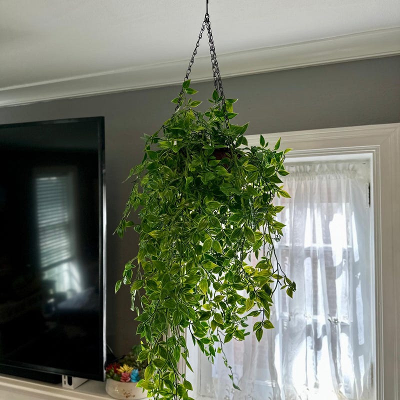 Trailing Ivy Artificial - Etsy