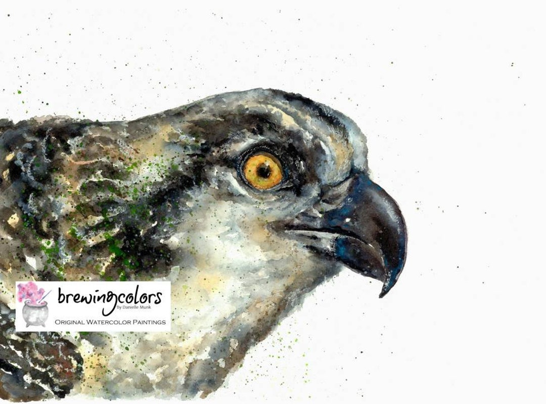 RIVERHAWK ART PRINT - Watercolor Riverhawk, Hawk Decor, Hawk Painting ...