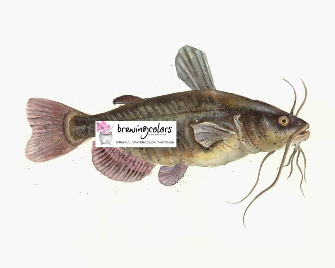 CATFISH ART PRINT - Watercolor Fish Print, Fish Drawing, Mudcat, Fish ...