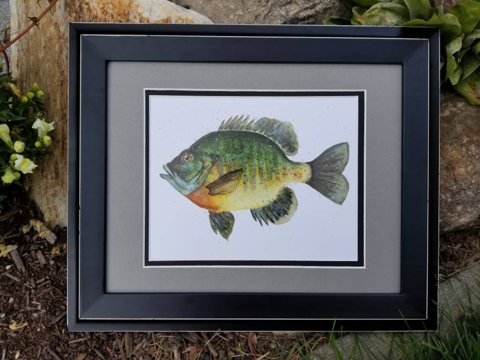 BLUEGILL PRINT watercolor fish art print fish painting | Etsy