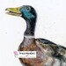 DUCK ART PRINT Watercolor Runner Duck Wall Art Print Duck - Etsy