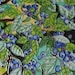 Blueberries Hand Painted Ceramic Art Tile 8 X 8 Inches With Easel Back ...