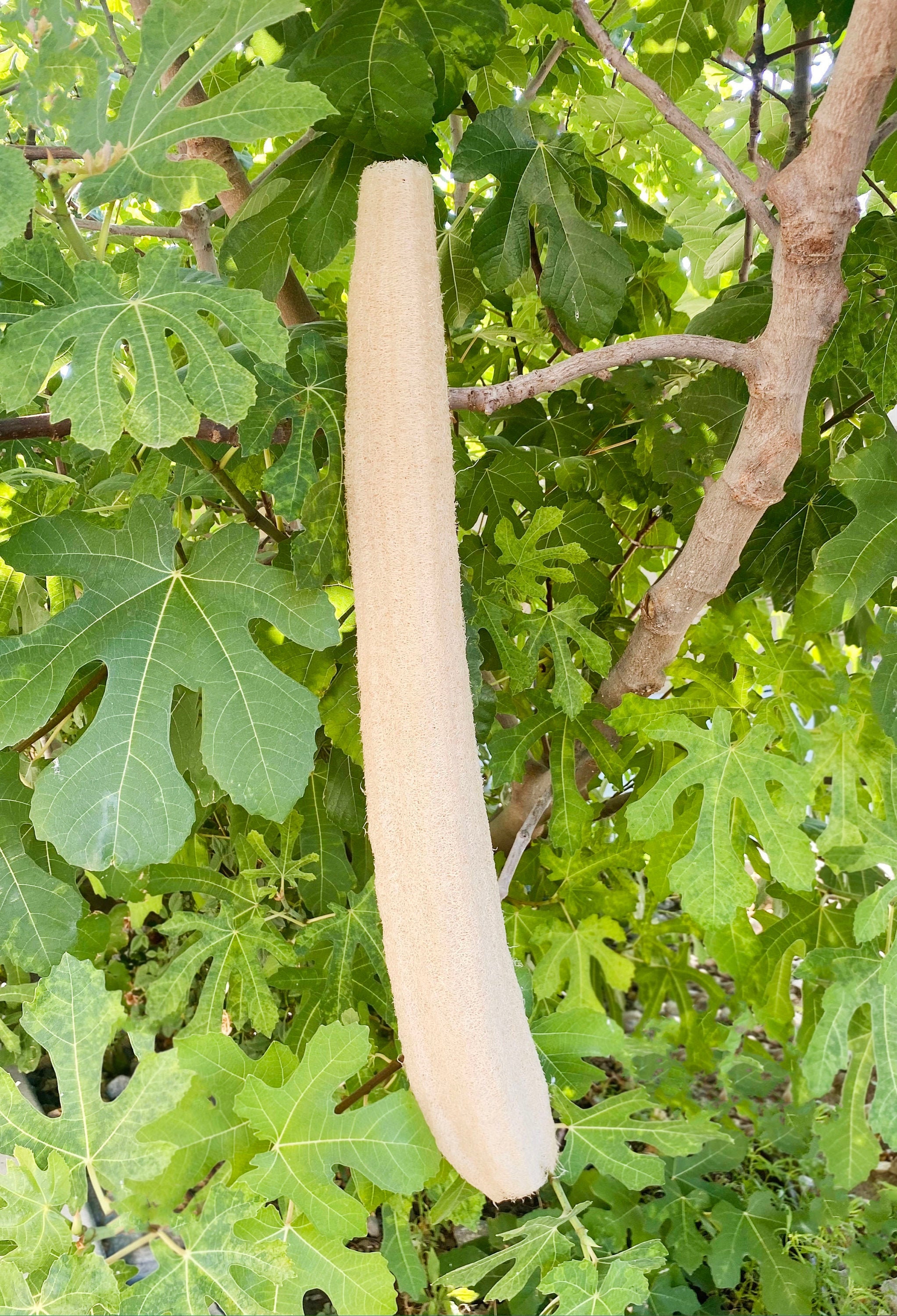 Natural X-large Whole Loofah Sponge 20 25 100% - Etsy