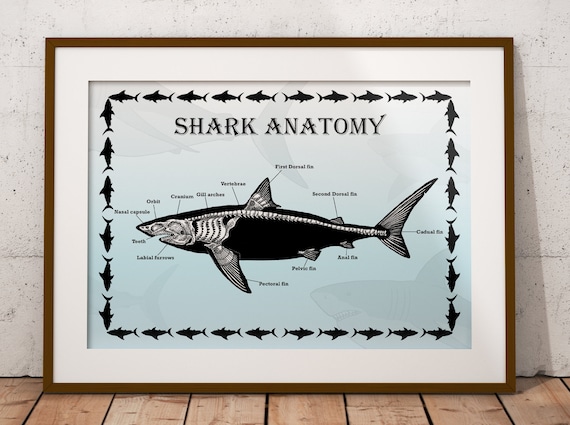 Great White Shark Skeleton Structure