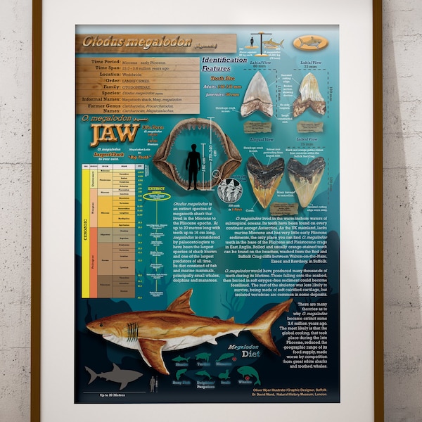 Megalodon Wall Art - Etsy
