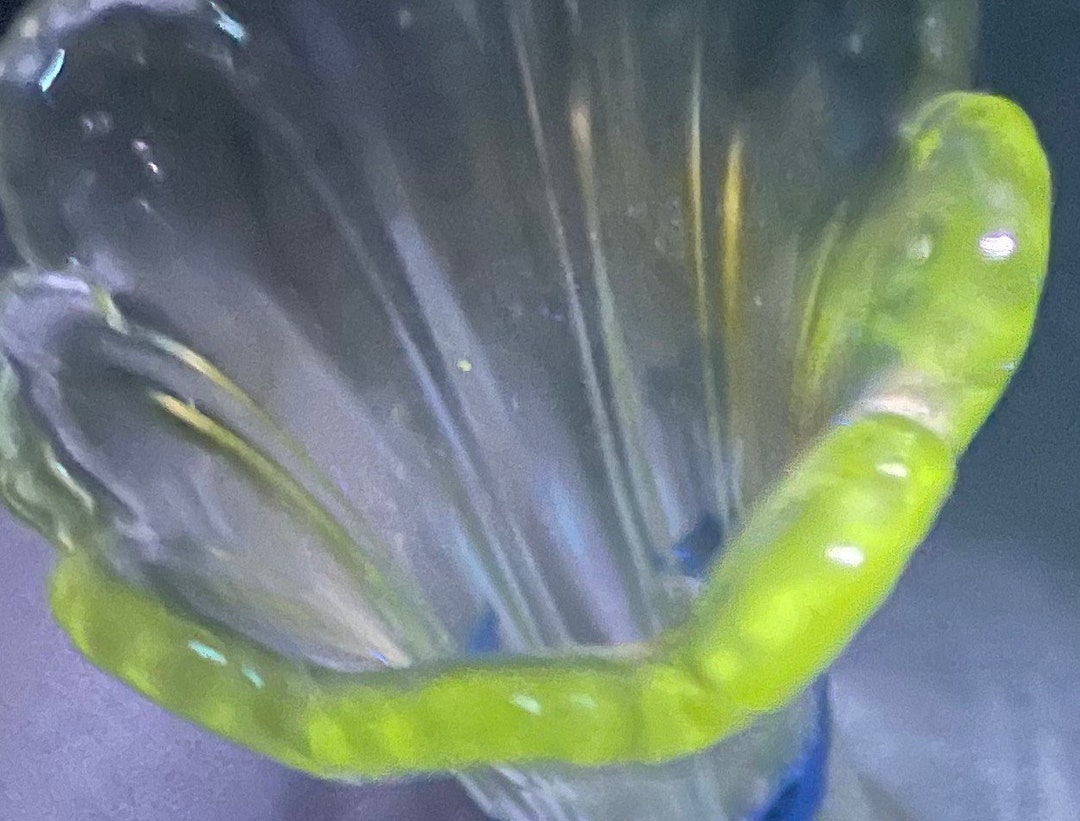 Vaseline Glass Clear Tall Thin Vase Pressed Etching Bottom and Edges ...