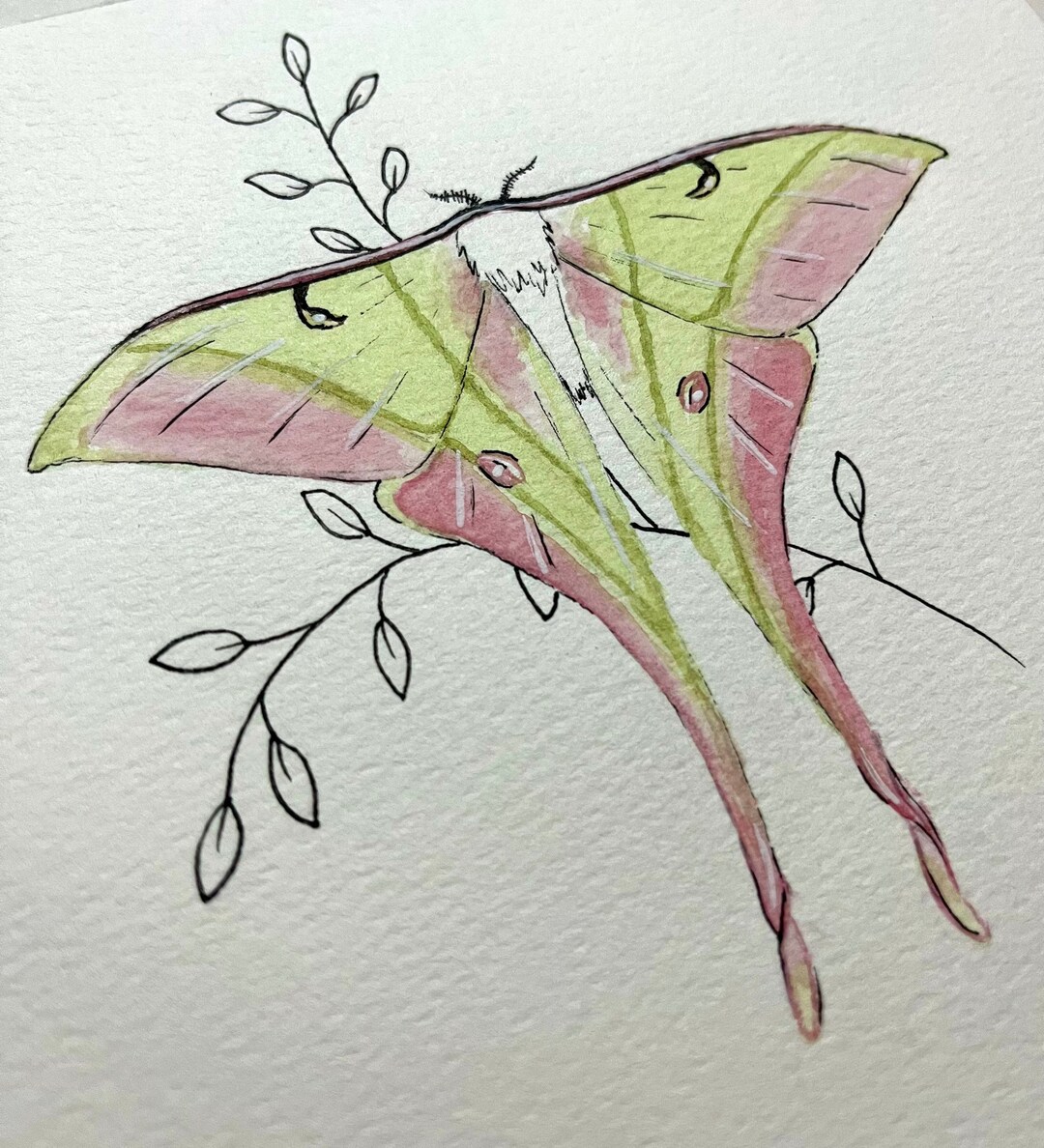 Pink Spirit Moth Watercolor Painting, Original Insect Art, 6x6 - Etsy