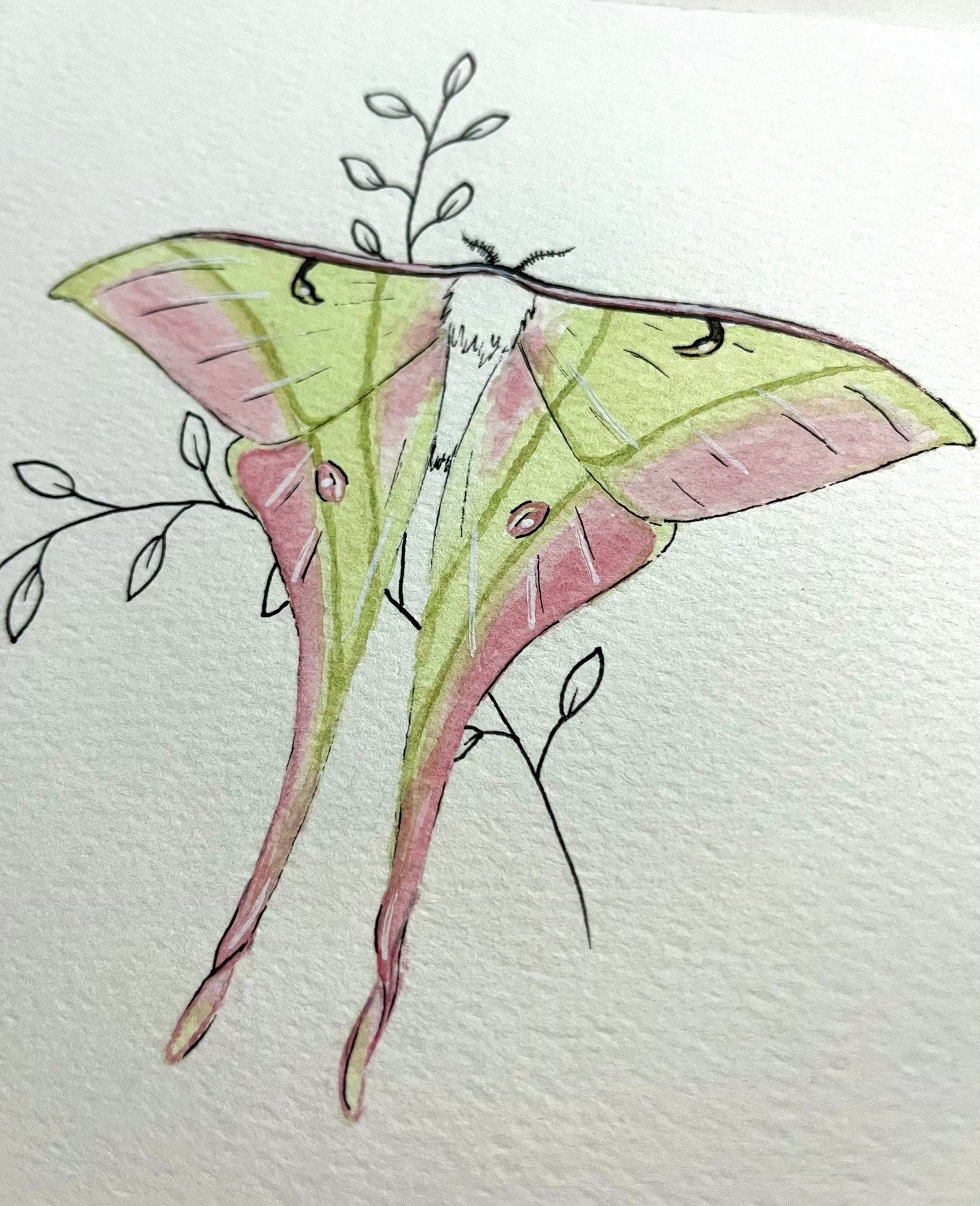 Pink Spirit Moth Watercolor Painting, Original Insect Art, 6x6 - Etsy